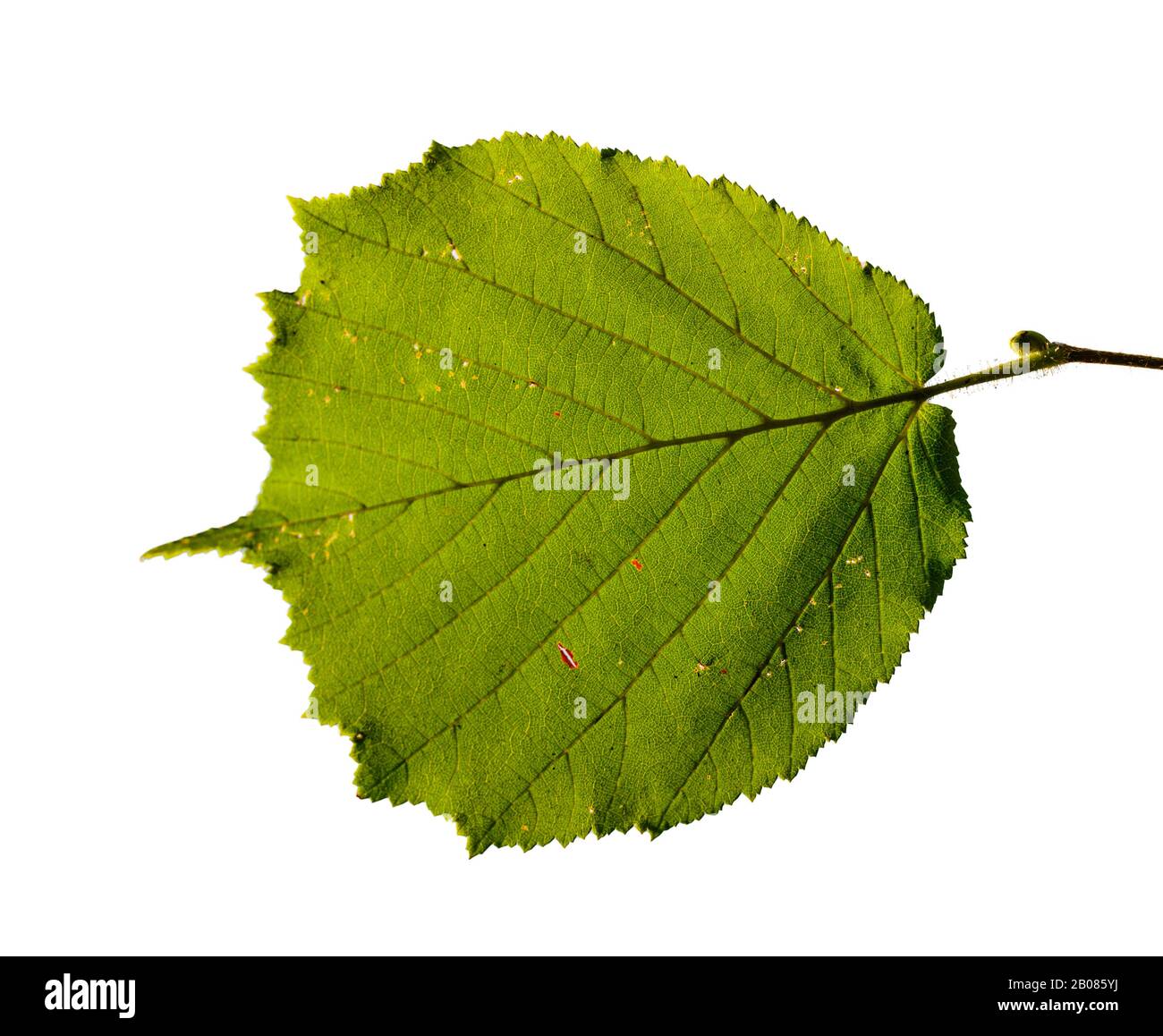 green leaf of hazel tree in back light, isolated on white, detail Stock ...
