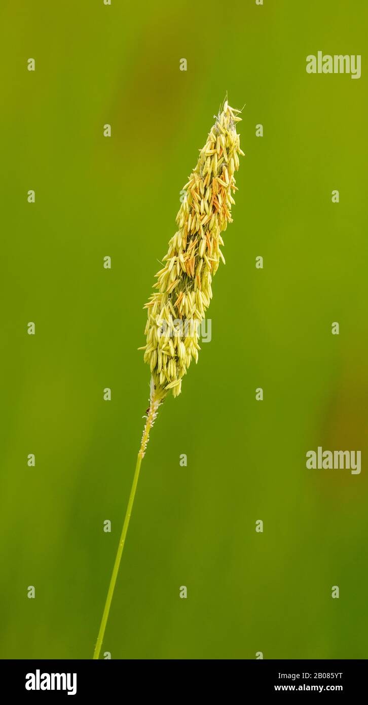 Green Foxtail Seed