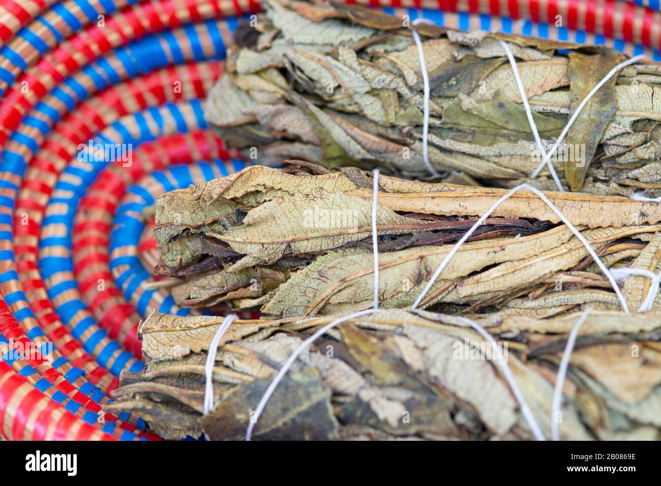 Eriodictyon Californicum, Yerba Santa, Incense Bundle Stock Photo - Alamy