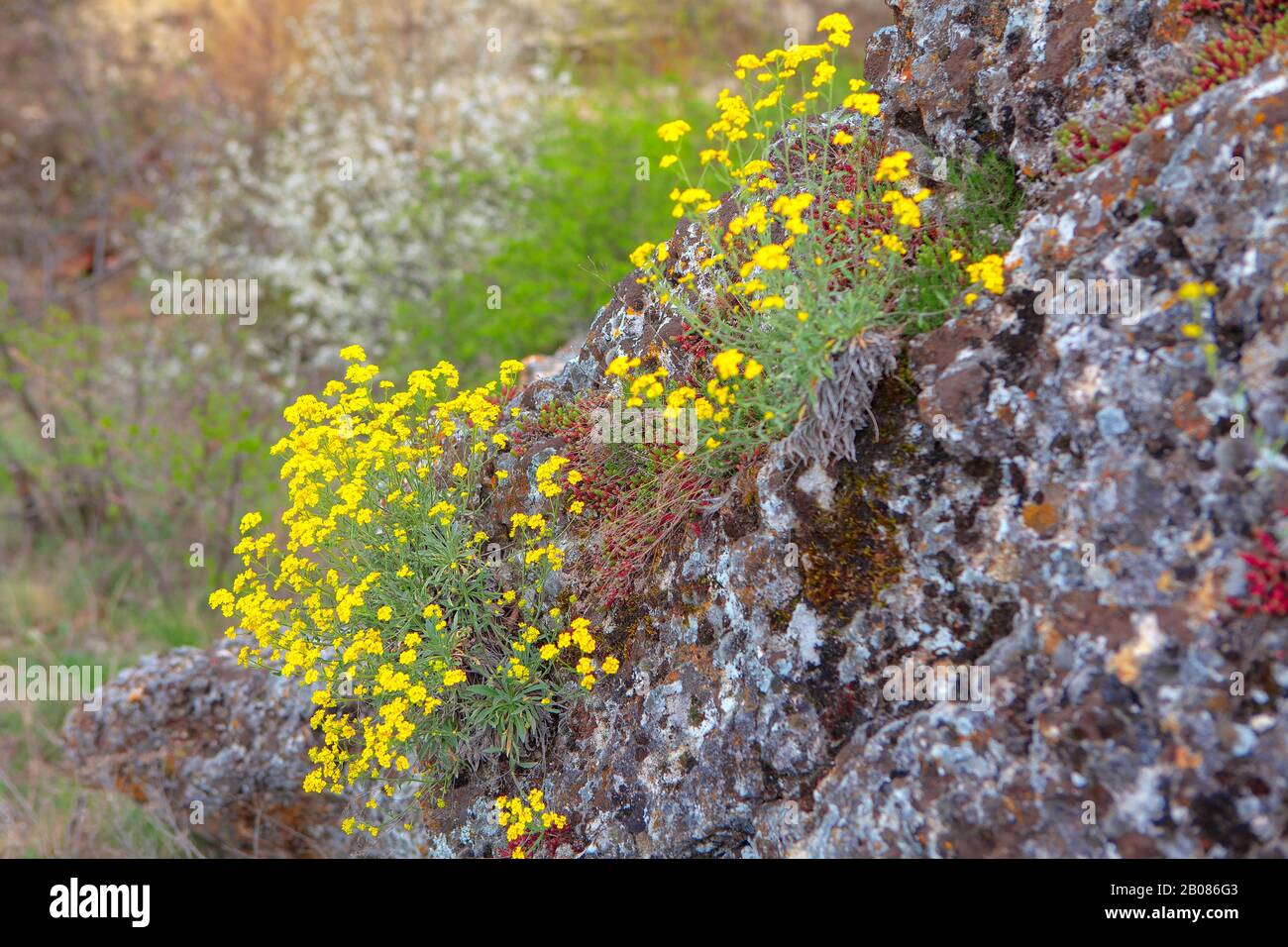 Moss growing on rock cliff hi-res stock photography and images - Alamy