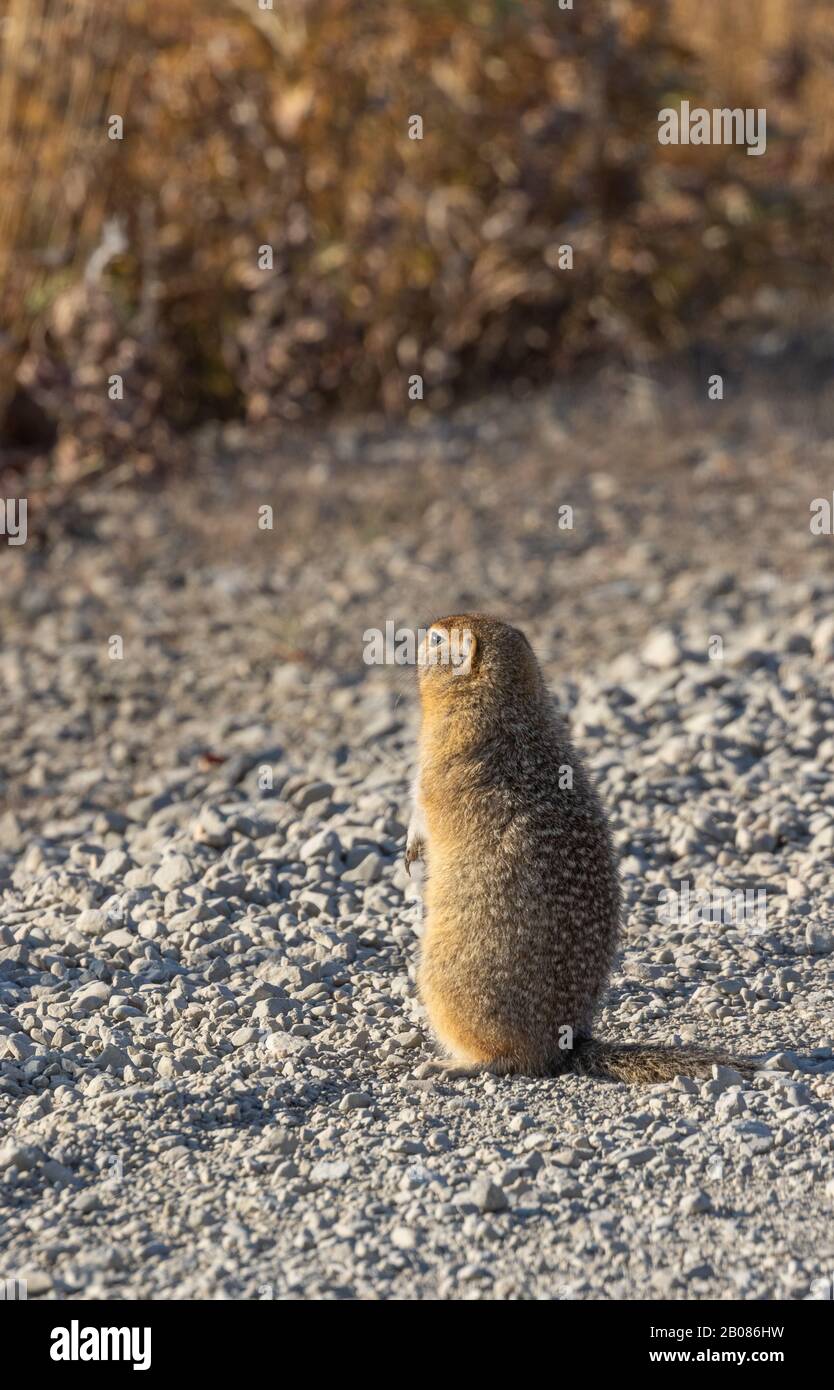 Arctic gopher hi-res stock photography and images - Alamy