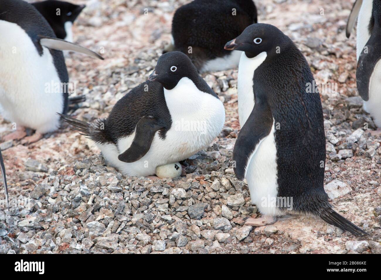 Penguin egg hatching hi-res stock photography and images - Alamy