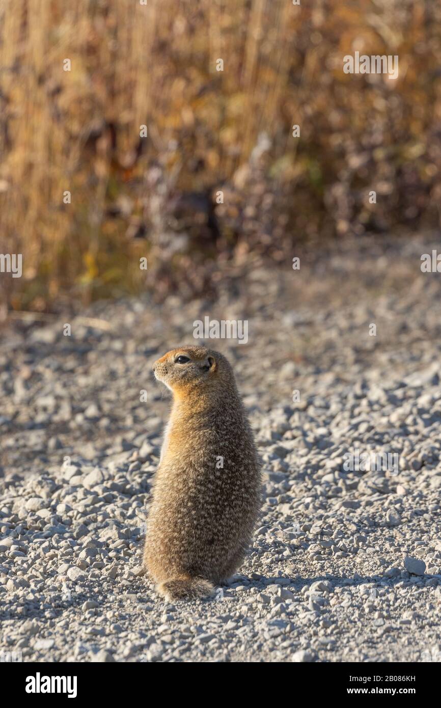 Arctic gopher hi-res stock photography and images - Alamy