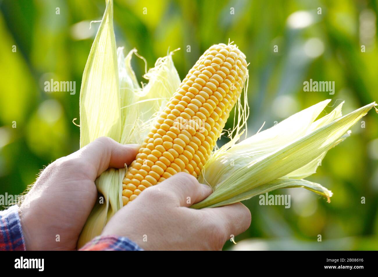 Corn cob crop hi-res stock photography and images - Alamy