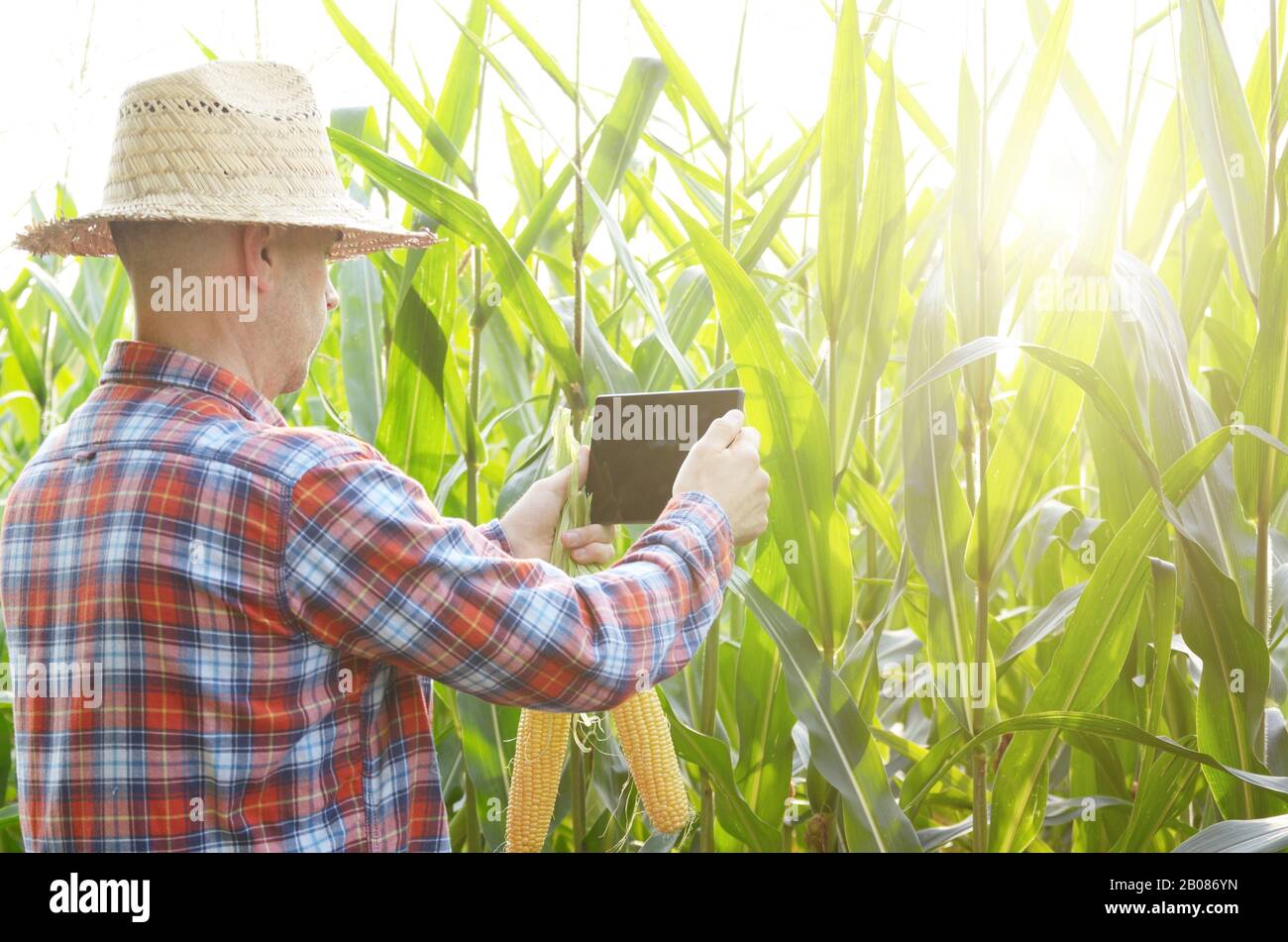 Farmer using tablet computer for inspecting maize corn field. Harvest ...