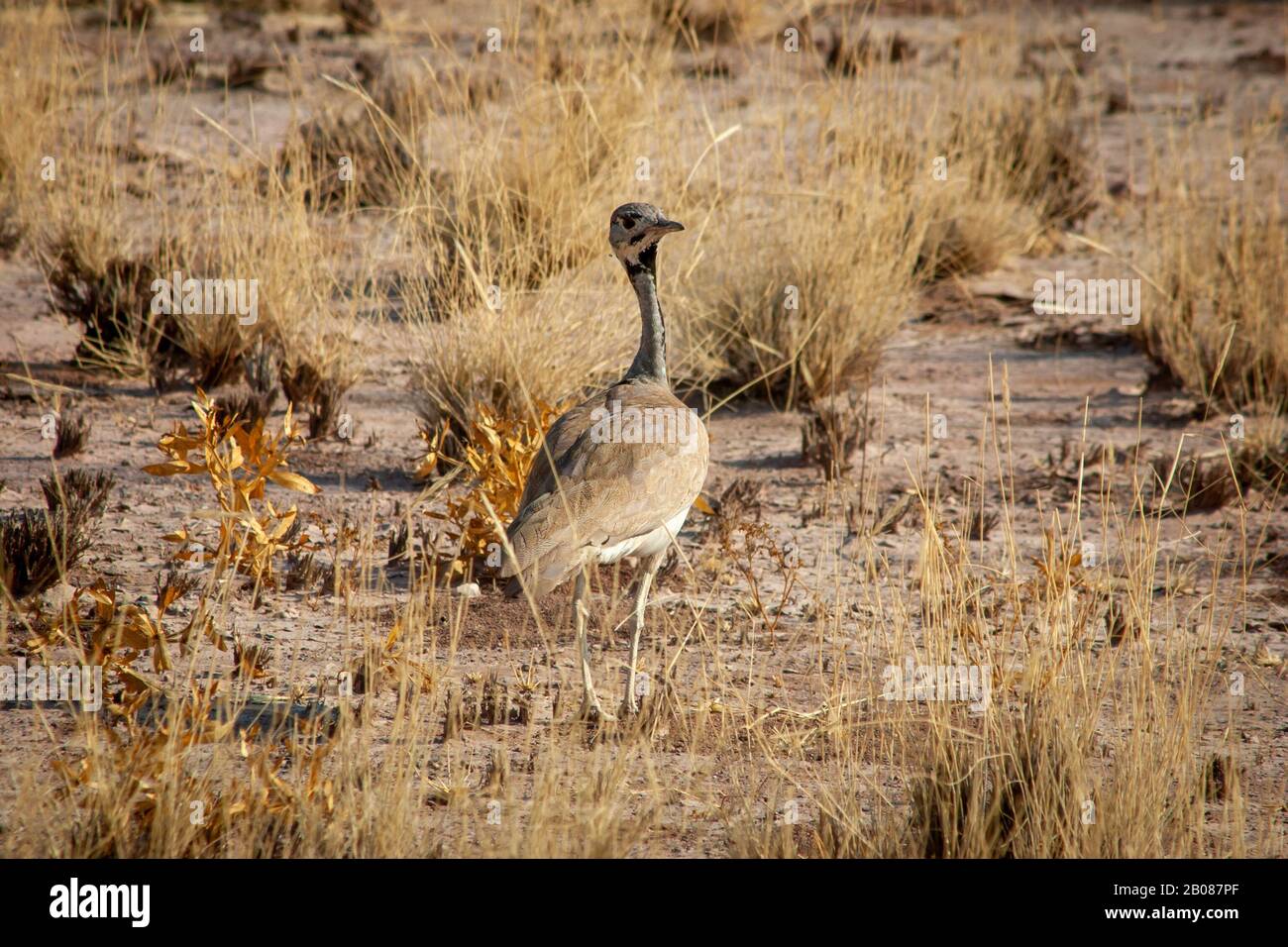 Ruppell's Korhaan, Eupodotis rueppellii, also known as Ruppell's ...