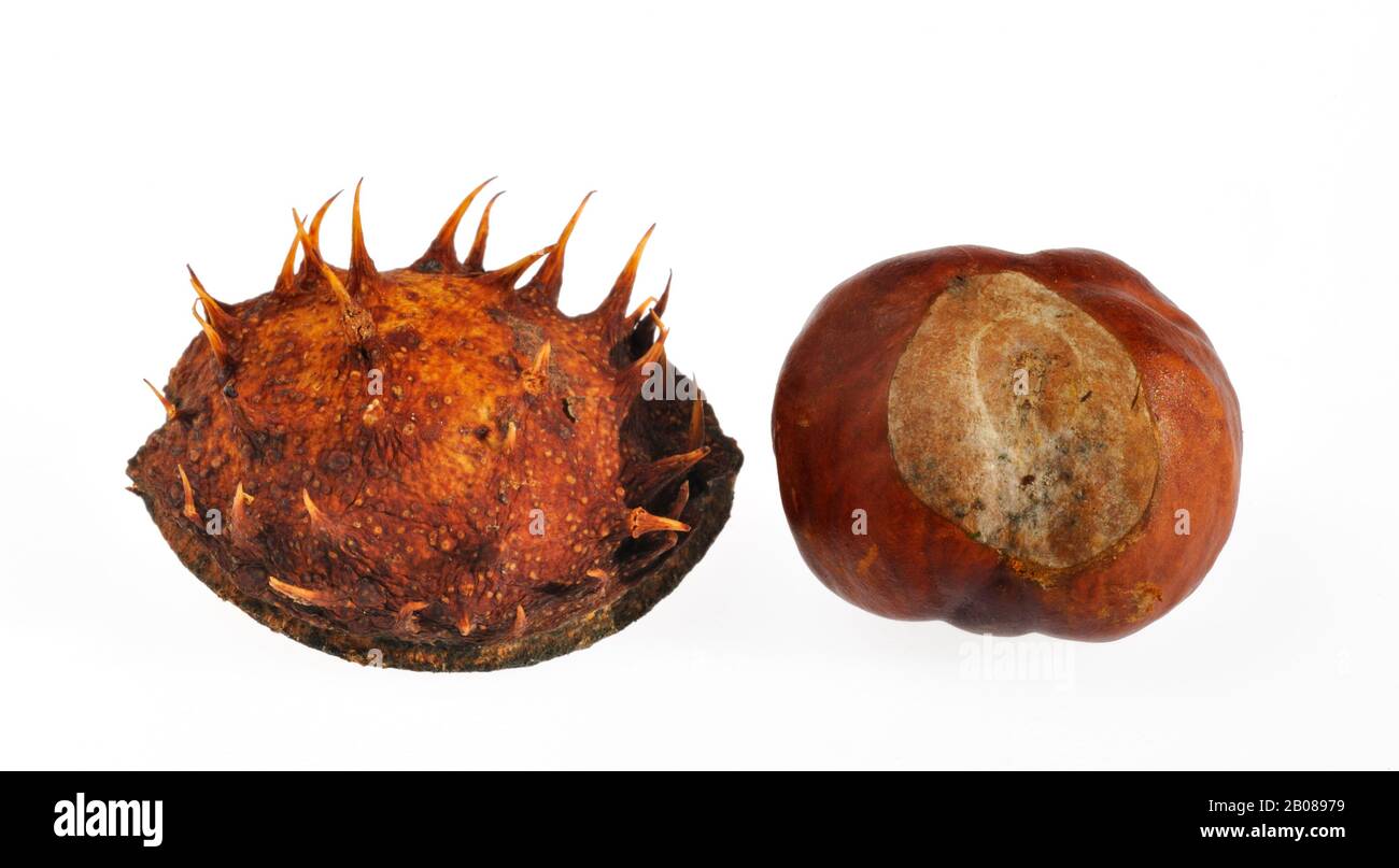 Horse chestnut conker (Aesculus hippocastanum) and spiny husk / cupule ...