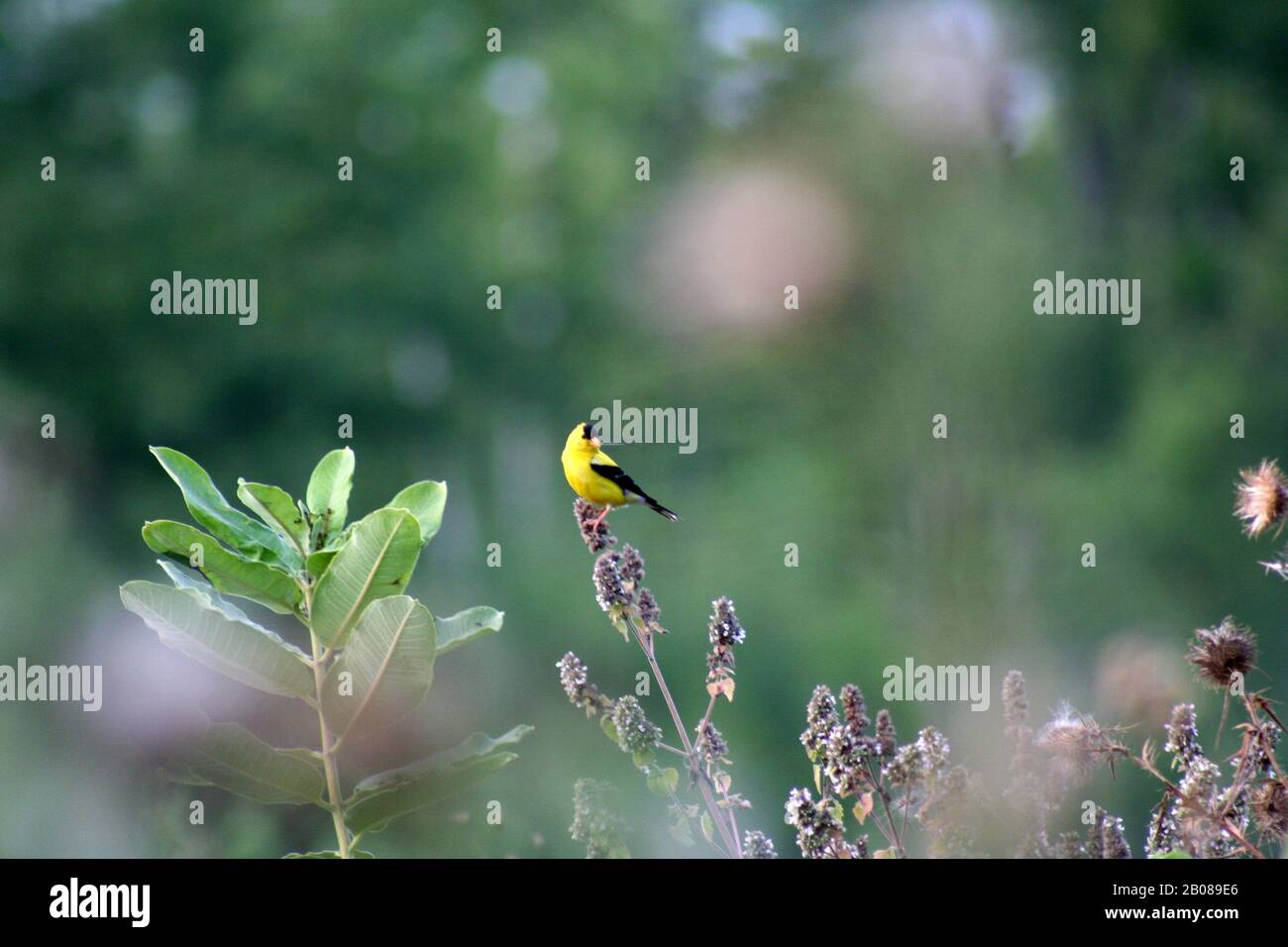 Goldfinches fly with a bouncy pattern hi-res stock photography and ...