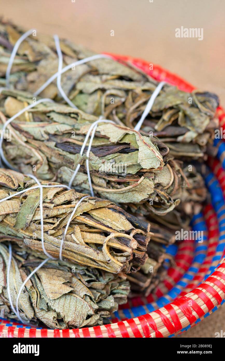 Eriodictyon Californicum, Yerba Santa, Incense Bundle Stock Photo - Alamy