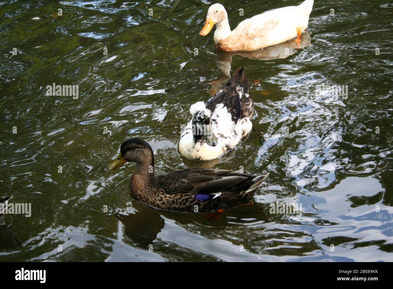 Drakes of northern species often have extravagant plumage hi-res stock ...