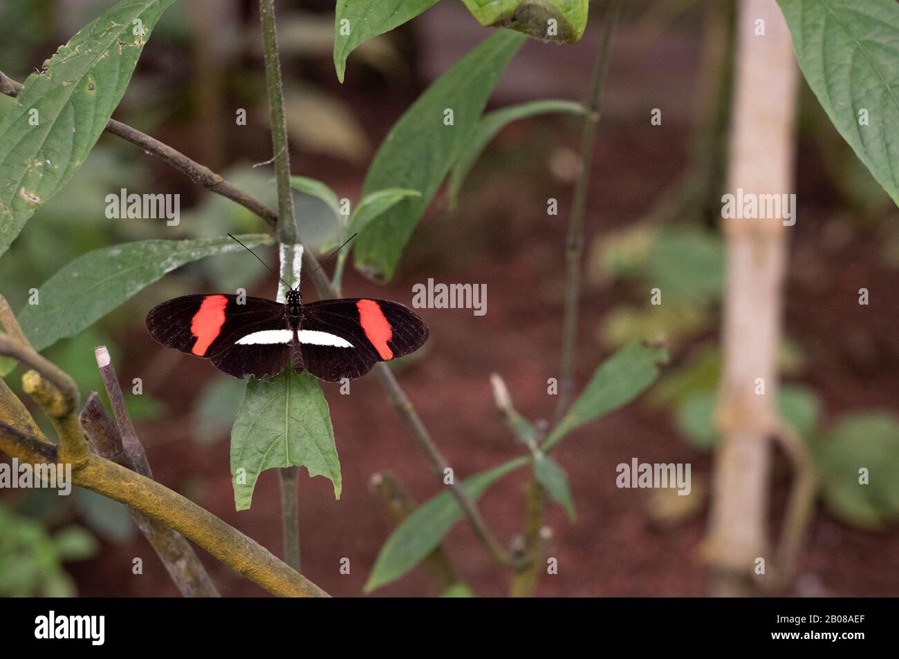 Red and white butterfly hi-res stock photography and images - Alamy