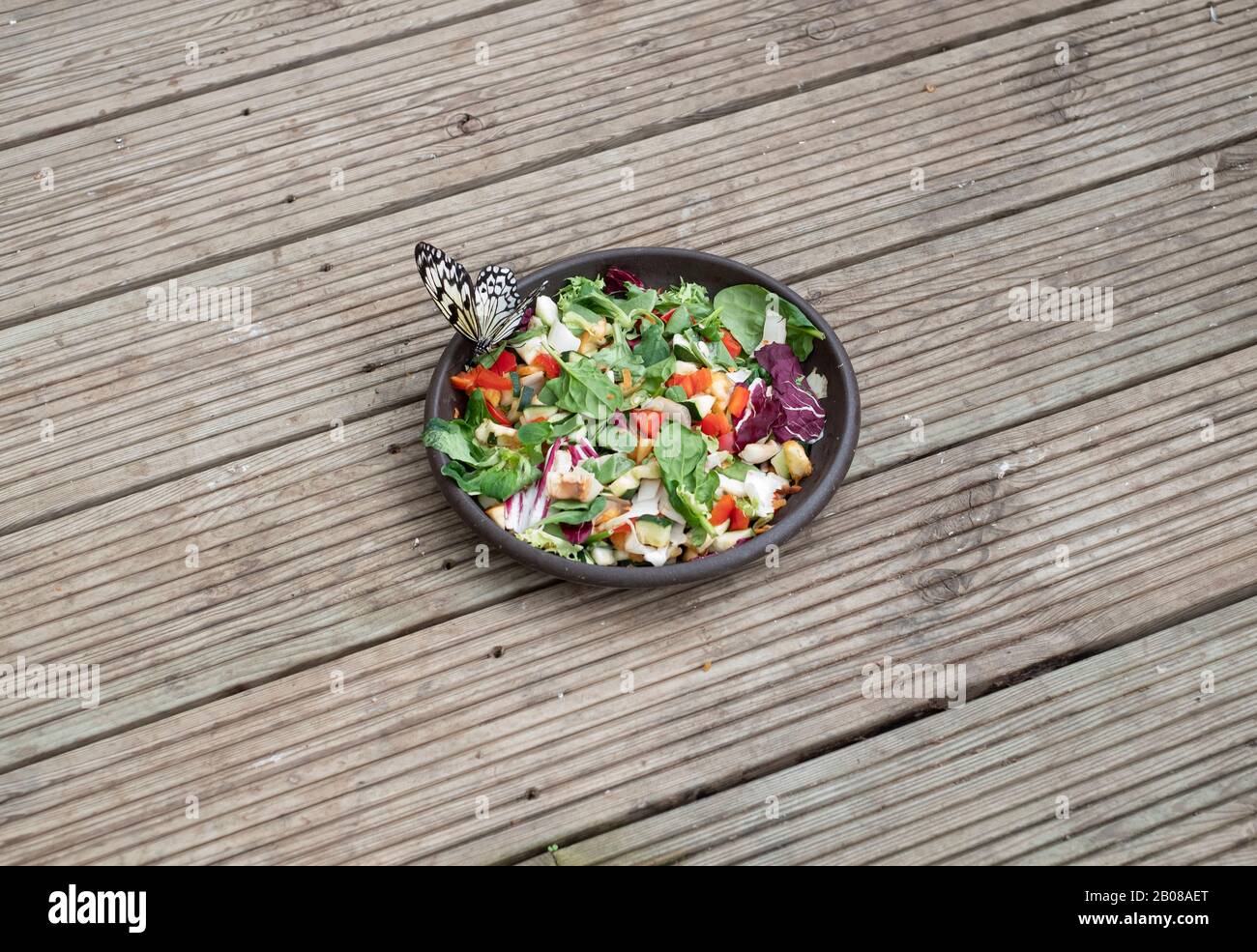 butterfly eating in an insect feeder on a wooden base Stock Photo - Alamy