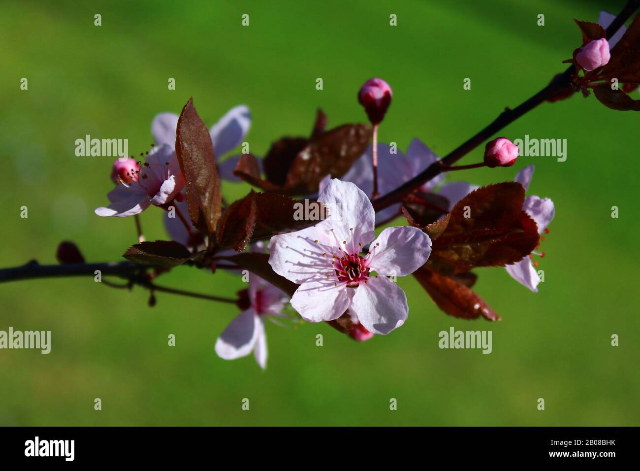 The picture shows pink blossoms in the spring Stock Photo - Alamy