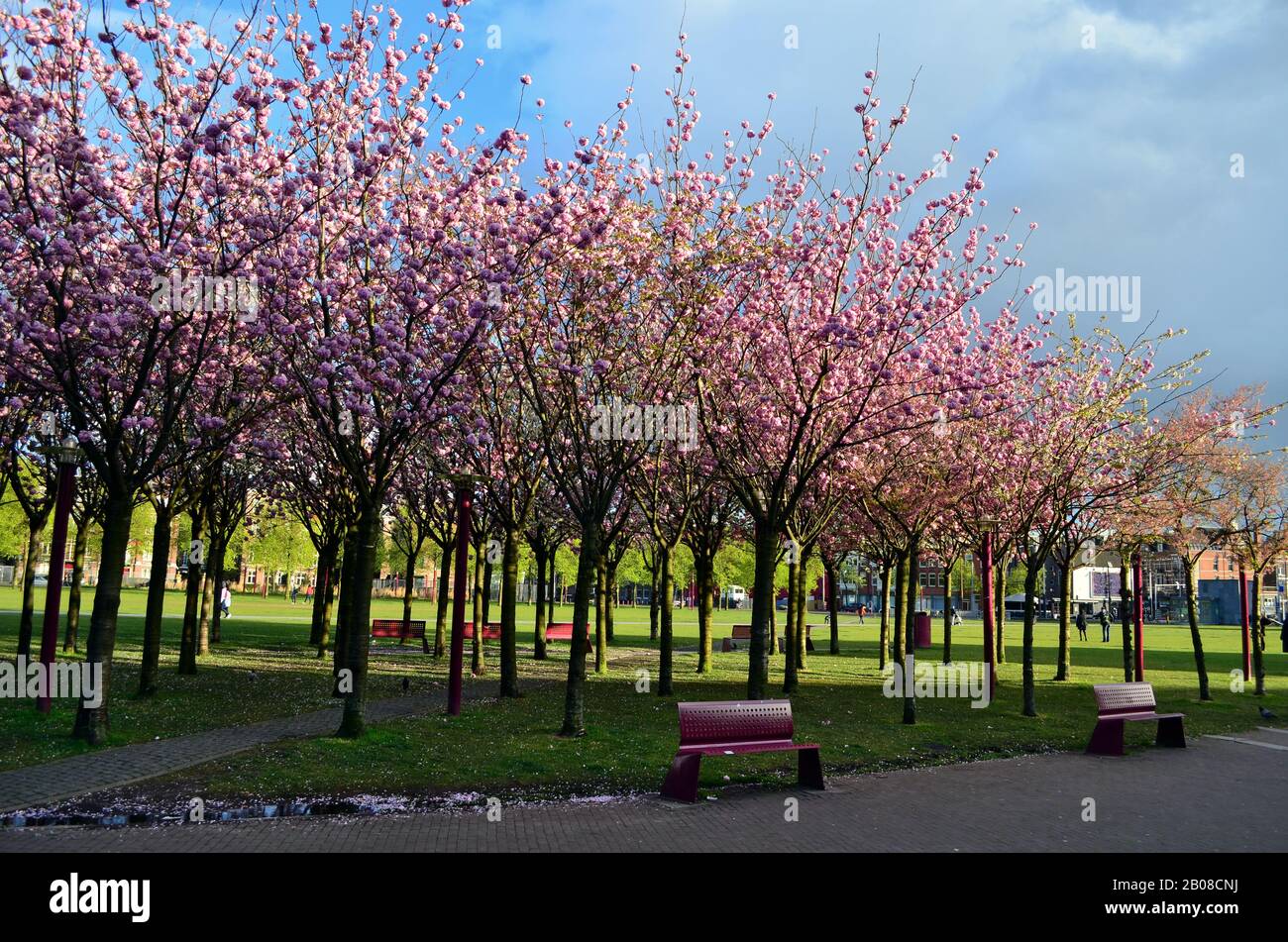 Blooming pink sakura alley in Amsterdam Stock Photo - Alamy