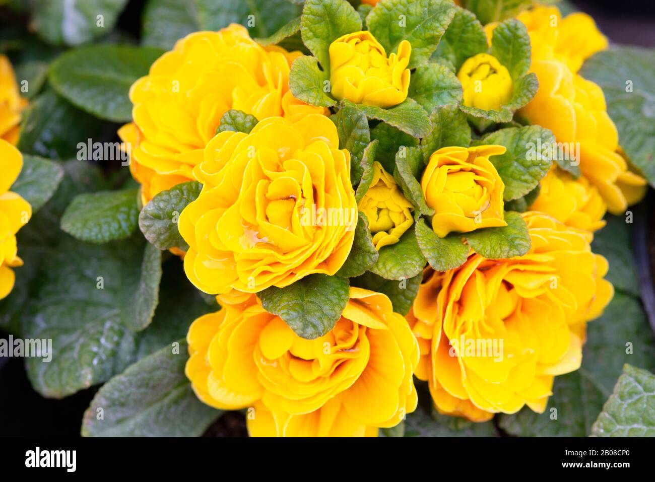 Primula primula belarina hi-res stock photography and images - Alamy