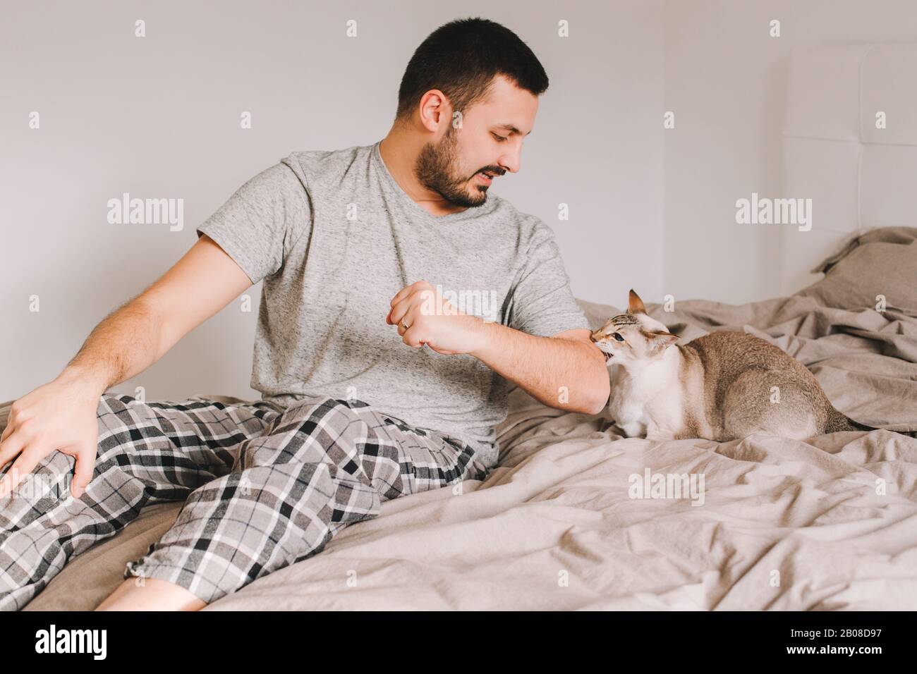 Caucasian man playing with cat. Angry furious cat biting scratching ...