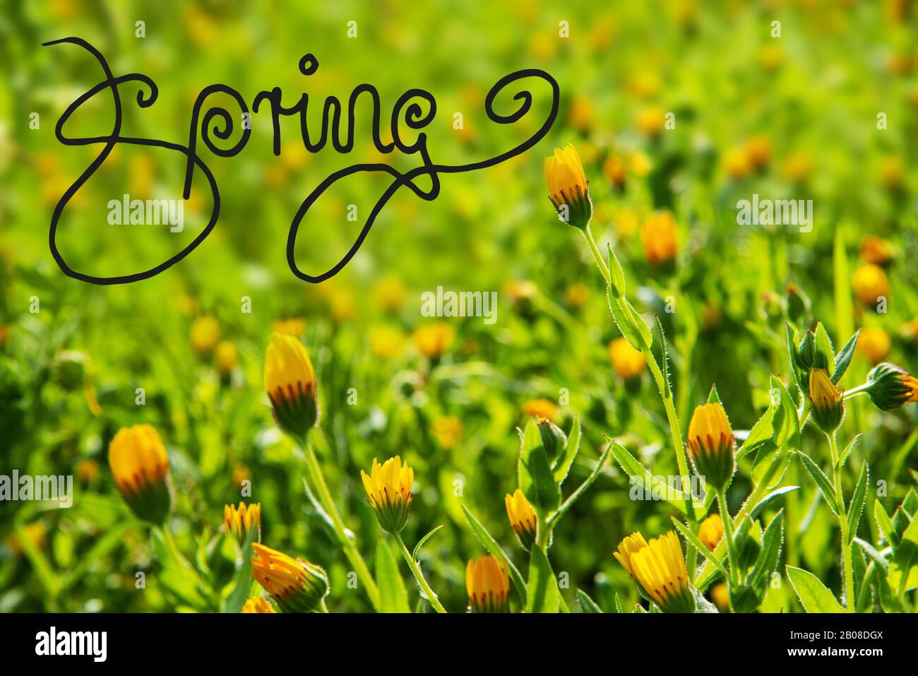 Yellow Flower Meadow, Calligraphy Spring, Summer Season Stock Photo - Alamy