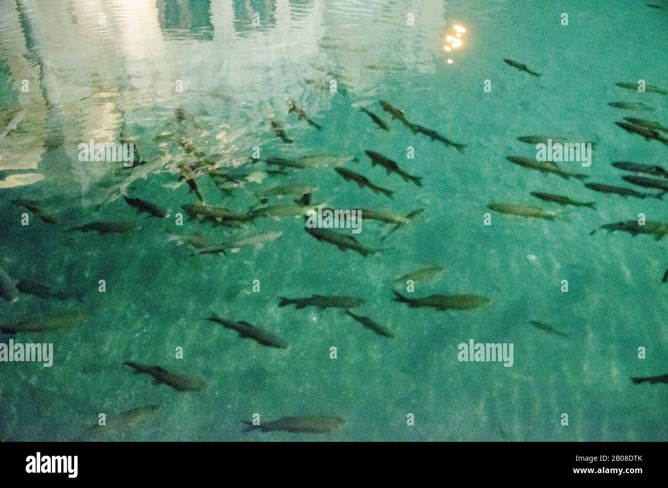 Fish Lake of Urfa, Balıklı Göl Stock Photo - Alamy