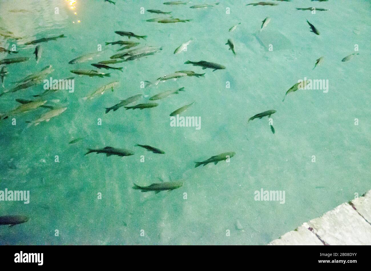 Fish Lake of Urfa, Balıklı Göl Stock Photo - Alamy