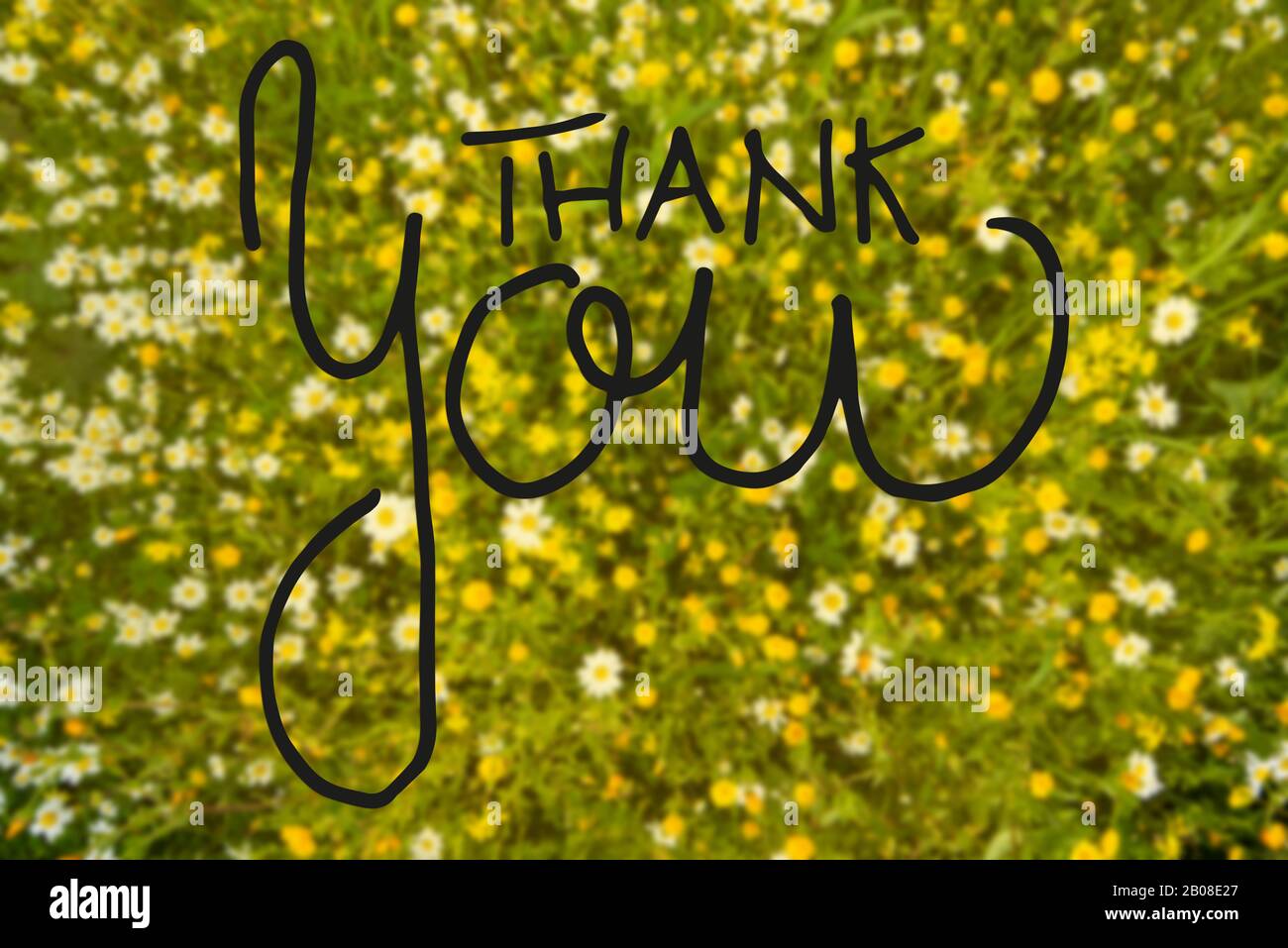 Daisy And Yellow Flower Meadow, Calligraphy Thank You Stock Photo - Alamy
