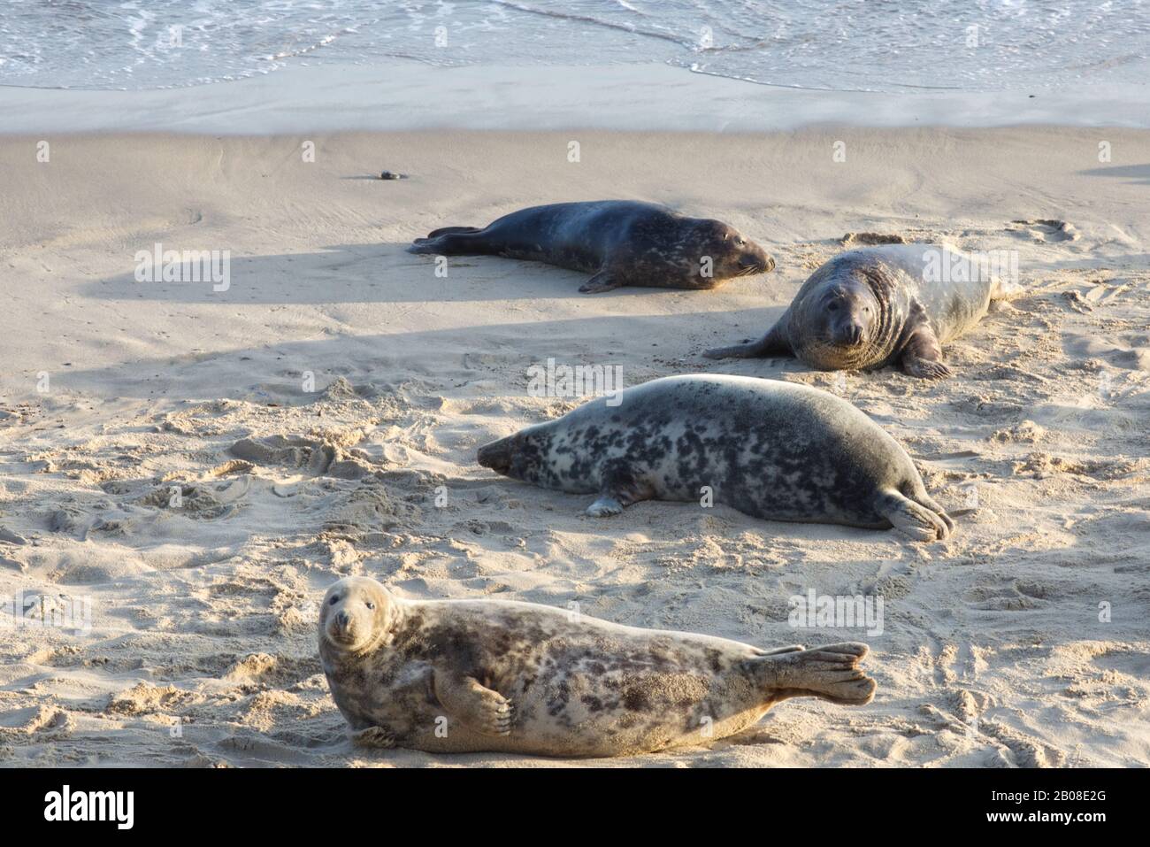 Colony of Grey seals on Horsey beach Norfolk Stock Photo - Alamy