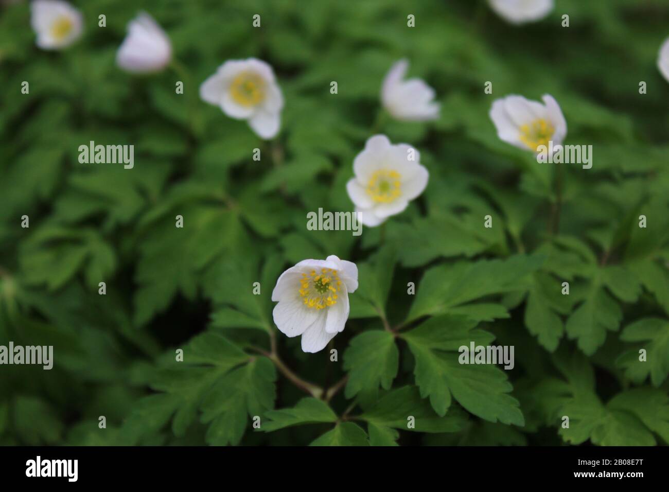 The picture shows a field of anemones Stock Photo - Alamy