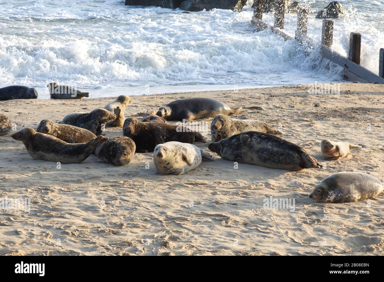 Colony of seals hi-res stock photography and images - Alamy