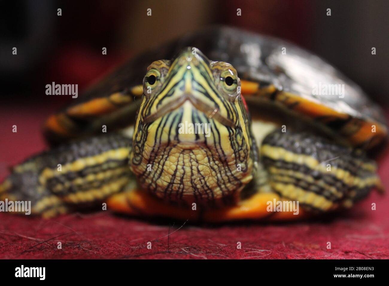 Turtle, water reptile Stock Photo - Alamy