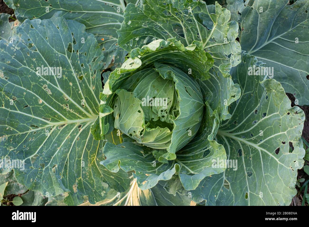 Caterpillar damage to brassica leaves hi-res stock photography and ...