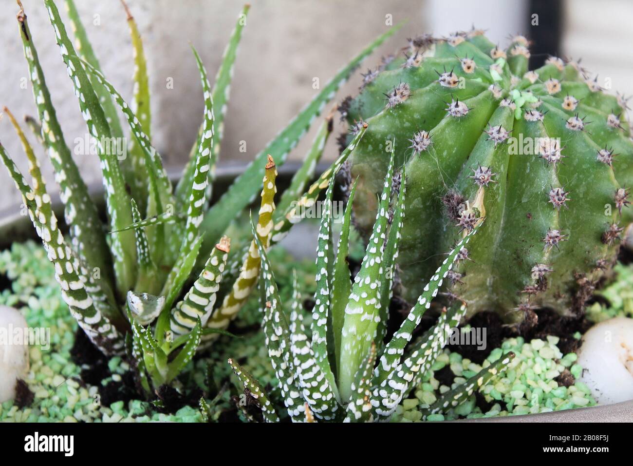 Various cactus plants in a pot Stock Photo - Alamy