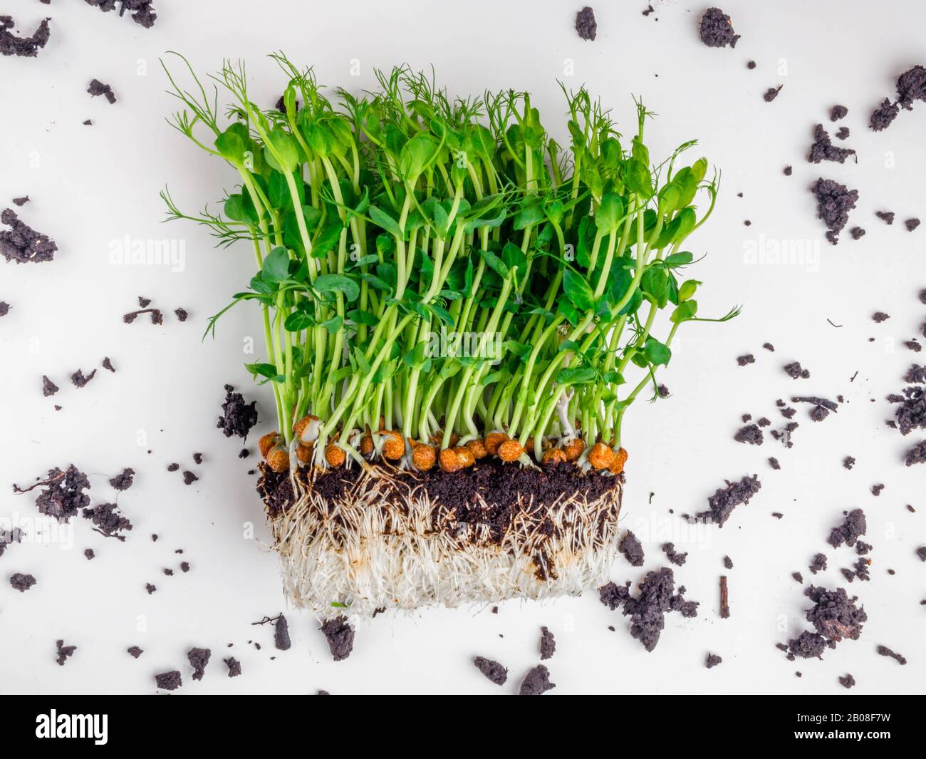 Healthy soil worms hi-res stock photography and images - Alamy