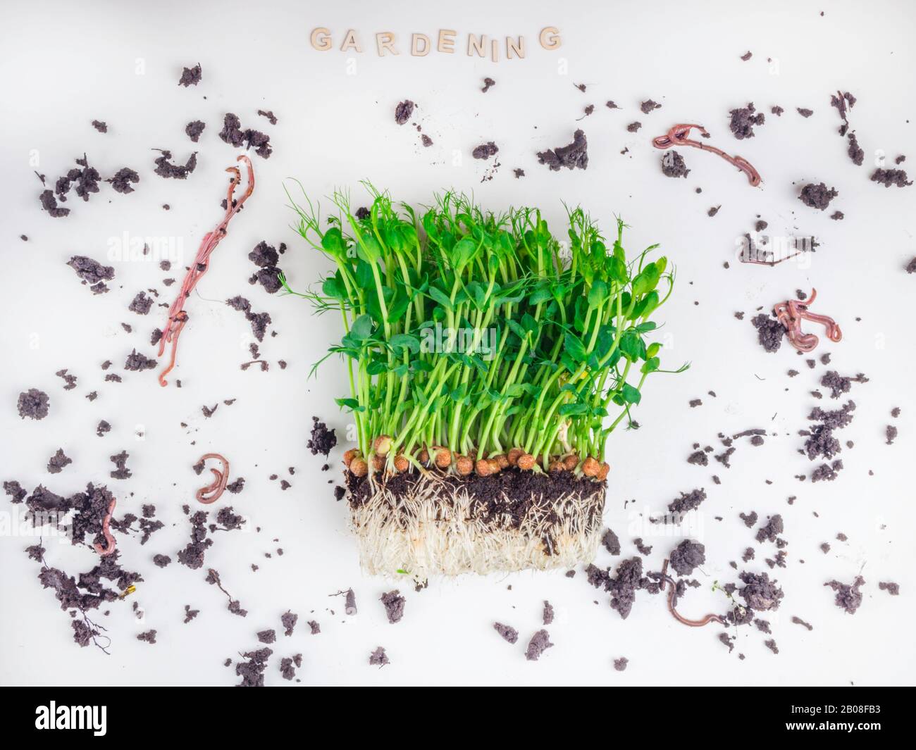 Raw sprouts of peas microgreen with soil and worms, gardening and ...