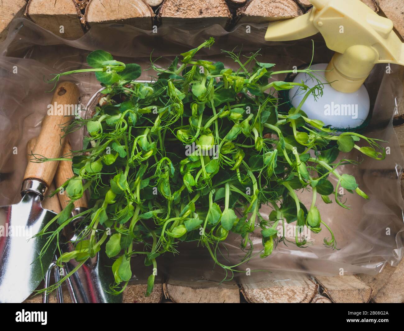 Raw sprouts of peas microgreen, with gardening set as rake, atomizer ...