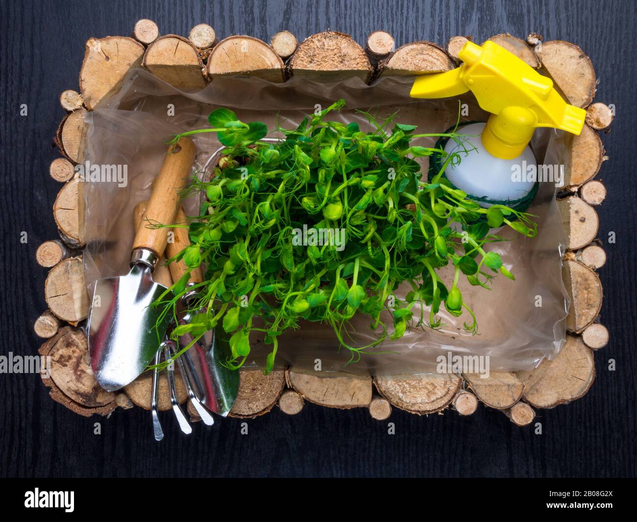 Raw sprouts of peas microgreen, with gardening set as rake, atomizer ...