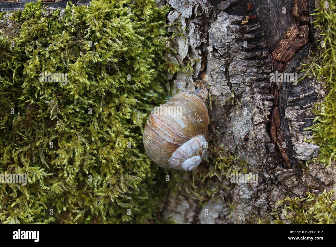 The picture shows a vineyard snail on a tree Stock Photo - Alamy