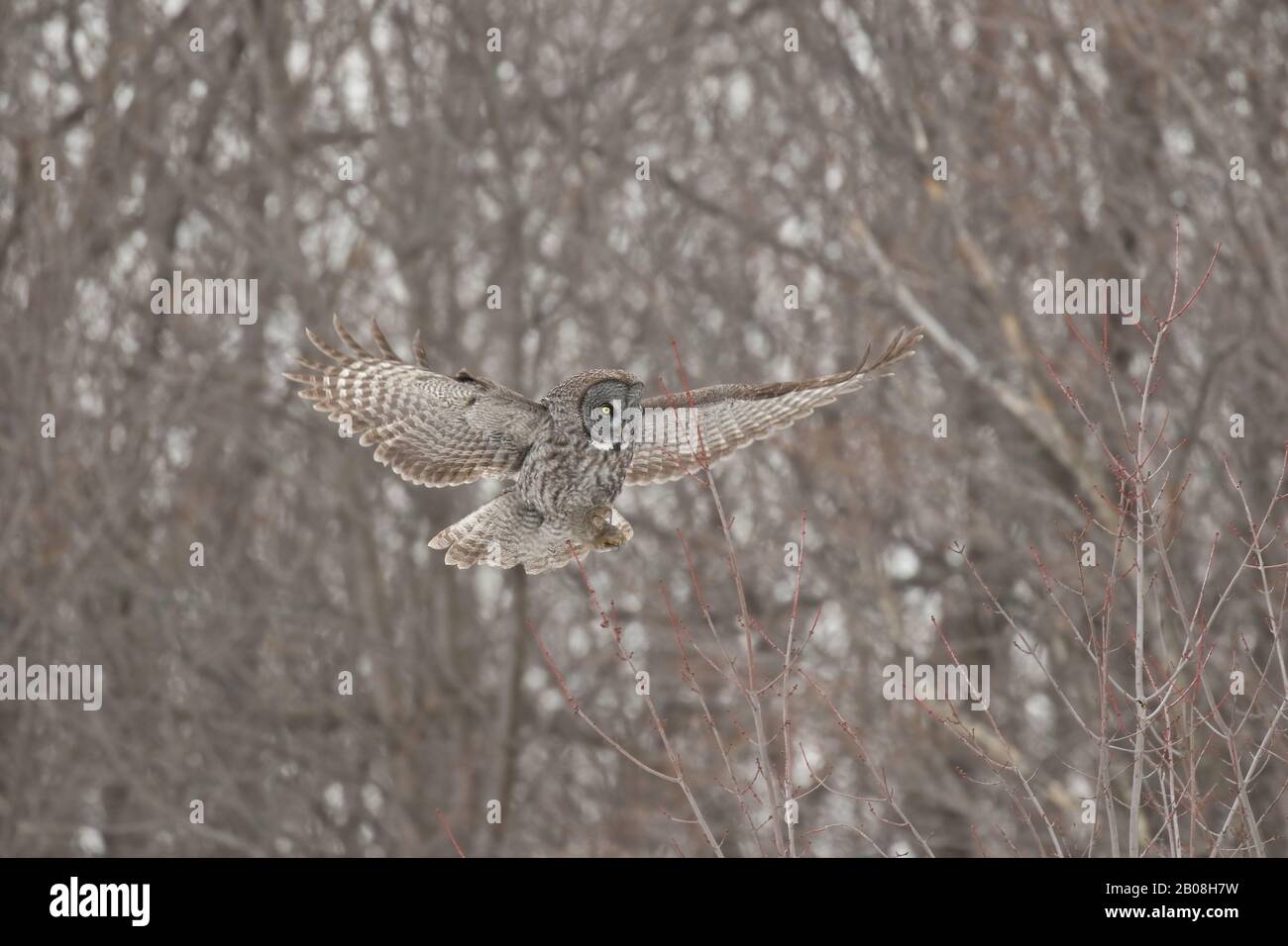 Great grey owl in flight Stock Photo - Alamy