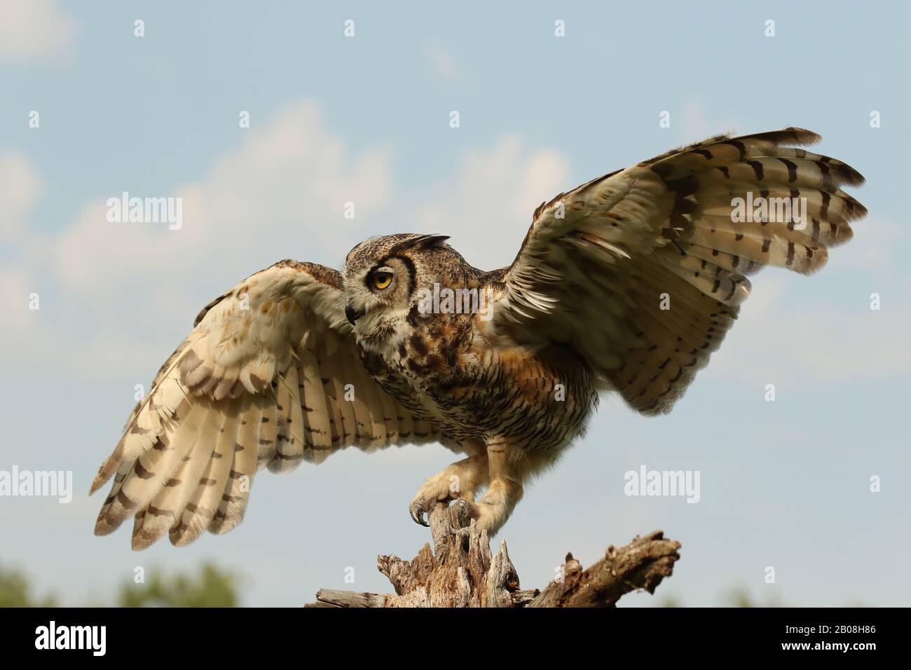 Great horned owl in flight Stock Photo - Alamy