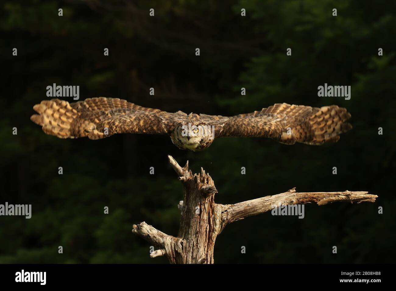 Great horned owl in flight Stock Photo - Alamy