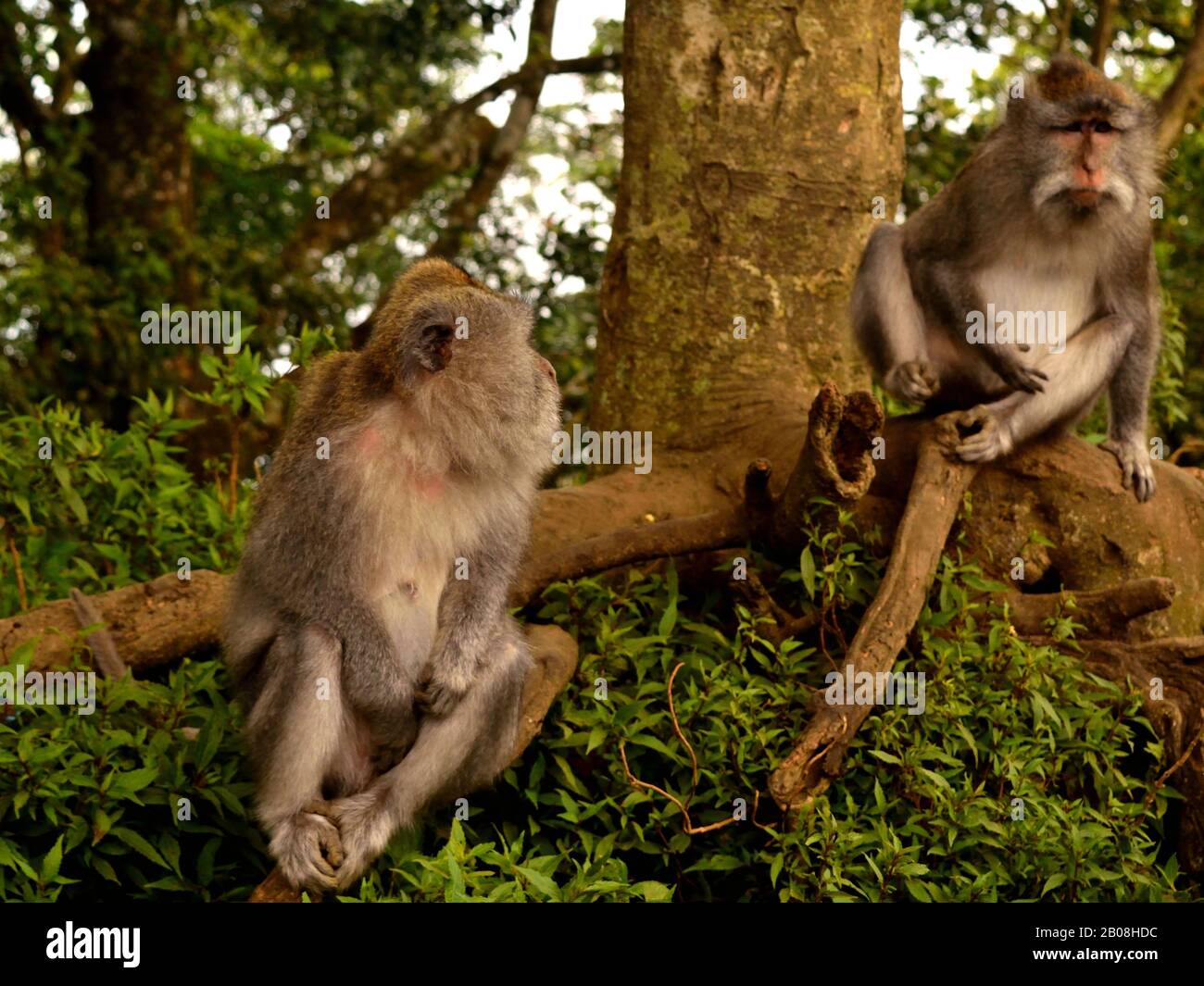 Two Java macaques sitting in the forest Stock Photo - Alamy