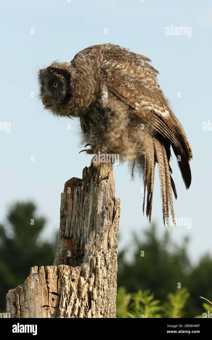 Juvenile owls hi-res stock photography and images - Alamy