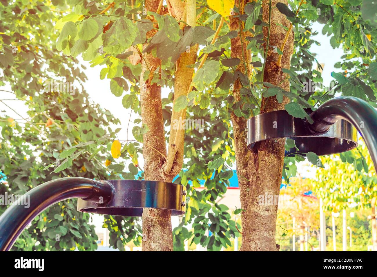 Black steel column supports and controls the branches and trunks of the ...