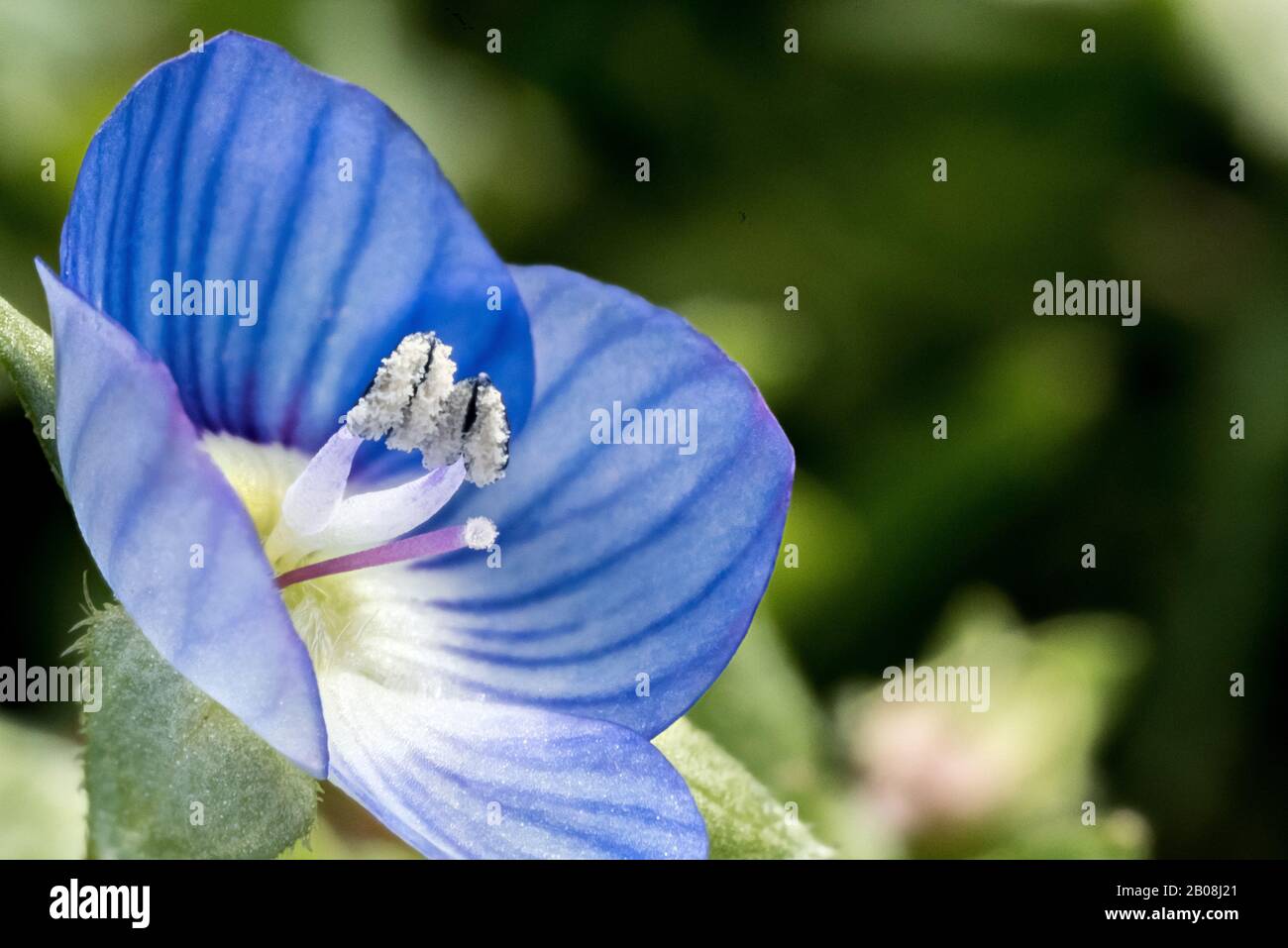 Blue blossom hi-res stock photography and images - Alamy