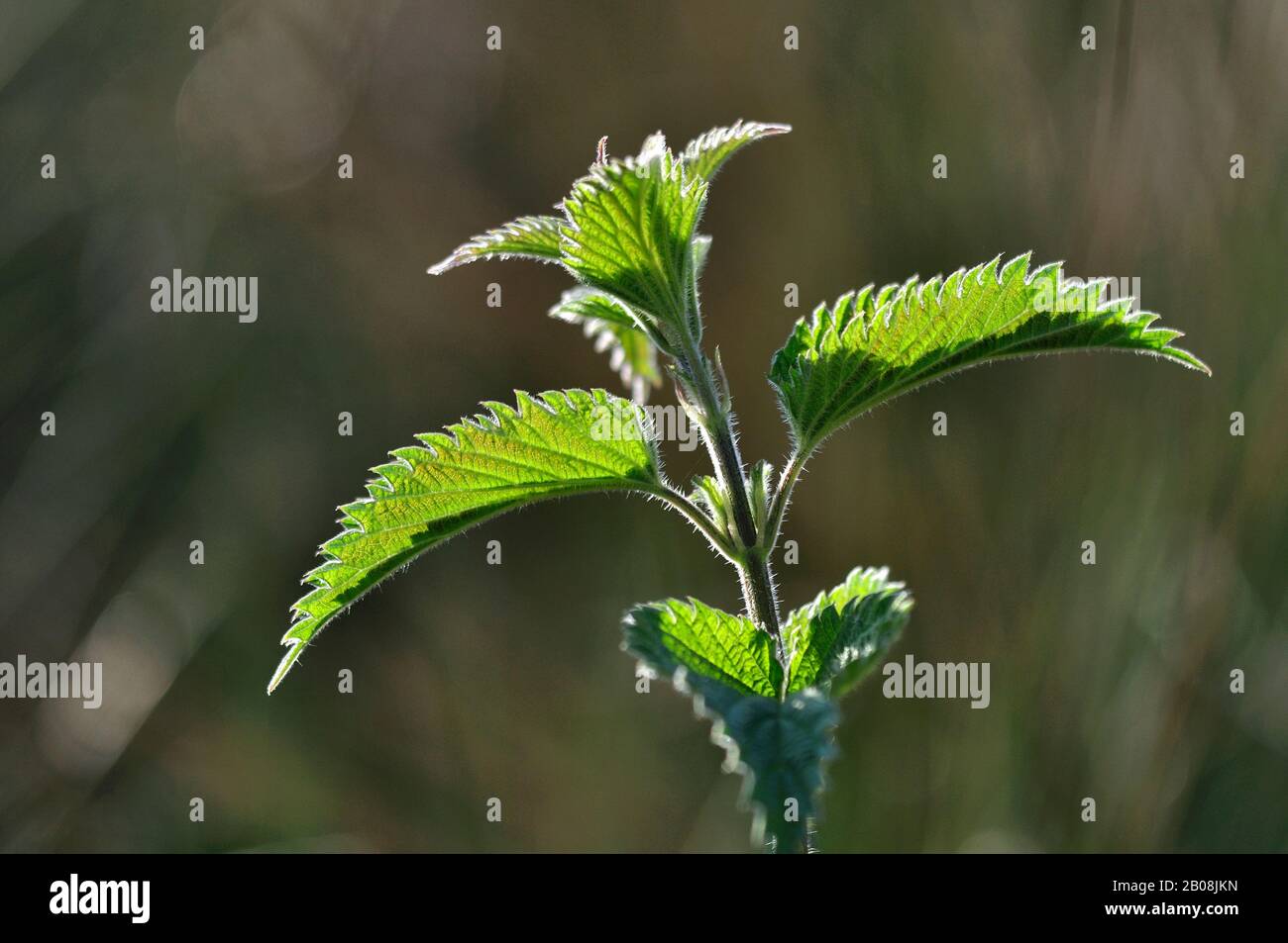 back lit sting nettle Stock Photo - Alamy
