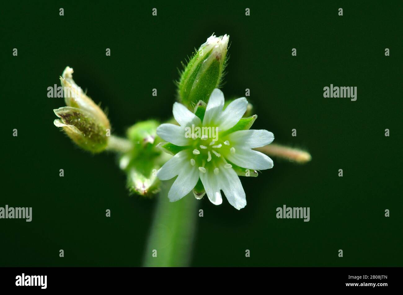 Common mouse hi-res stock photography and images - Alamy
