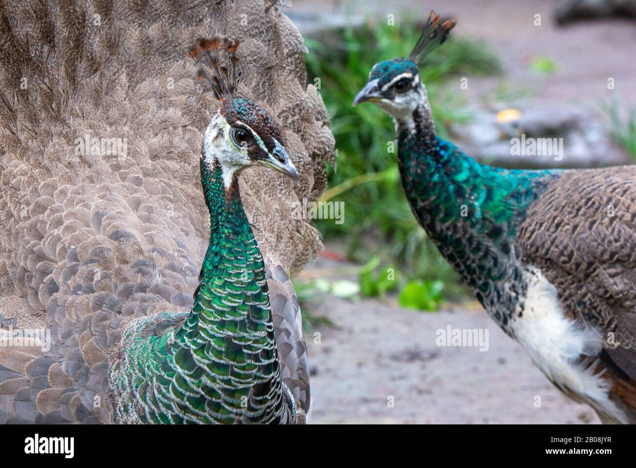 Female peahen hi-res stock photography and images - Alamy