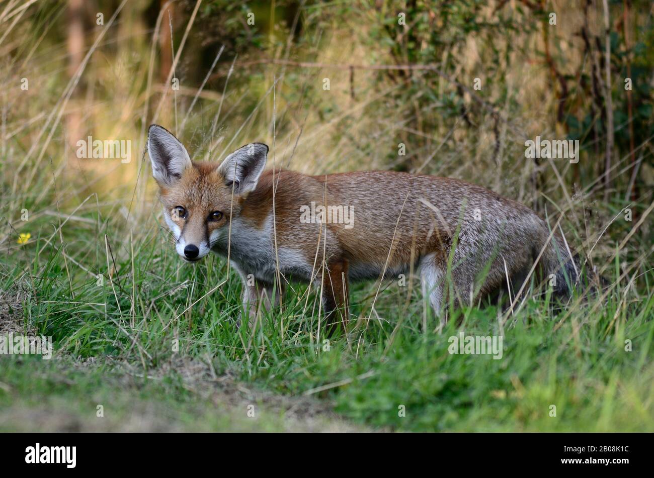 Furred mammals hi-res stock photography and images - Alamy