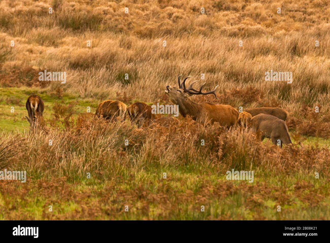 A herd of red deer during the rutting season at Aldermans Barrow ...