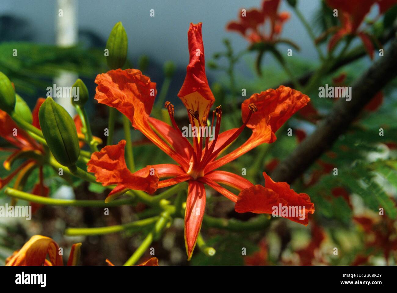 African acacia tree flower hi-res stock photography and images - Alamy