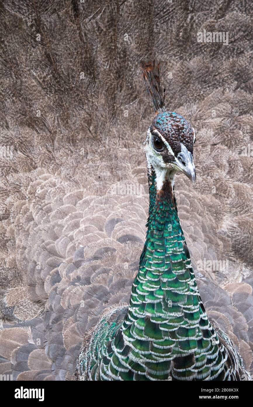 Peacock or more accurately peahen Stock Photo - Alamy