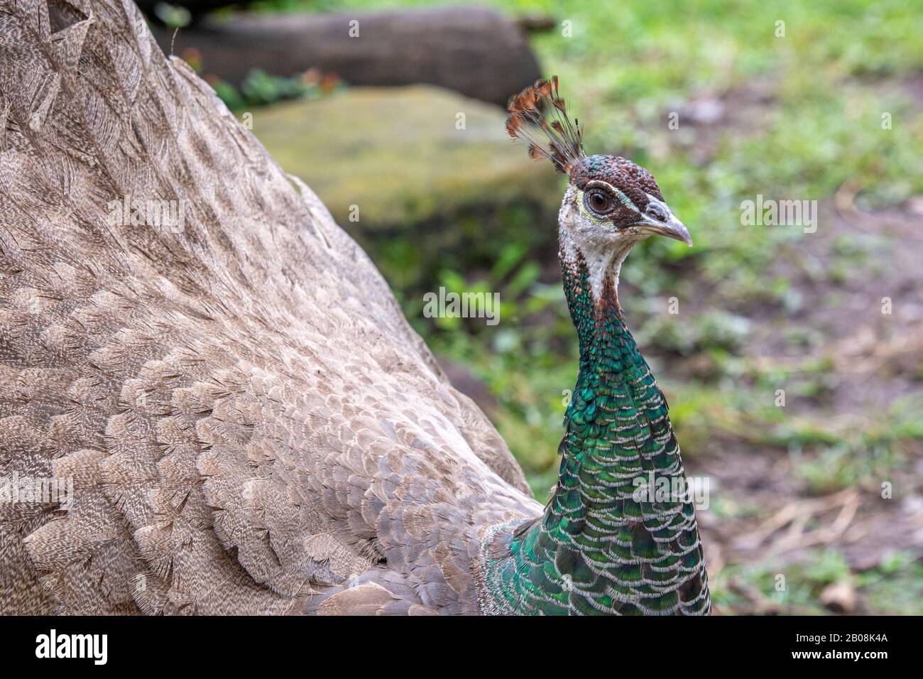 Female peahen hi-res stock photography and images - Alamy